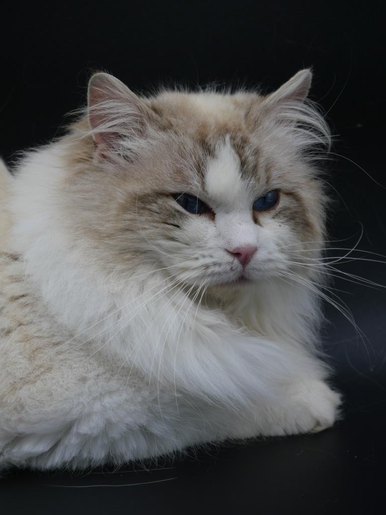 Prince du Roi de Coeur – La chatterie de Risy