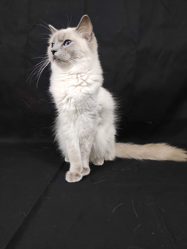 Tsuki des patounes de Risy – La chatterie de Risy